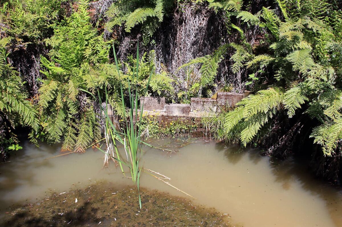 Green Toad Grotto | the Art of Water