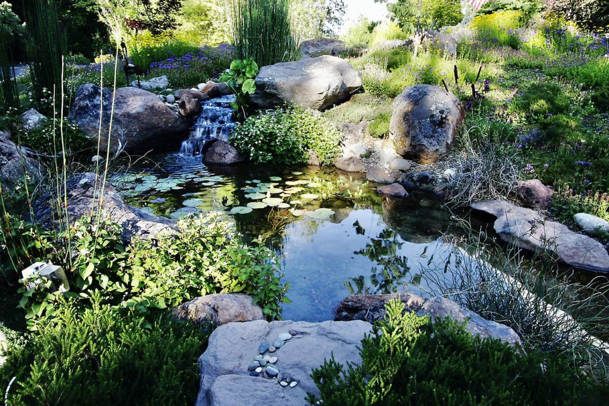 Ponds | the Art of Water