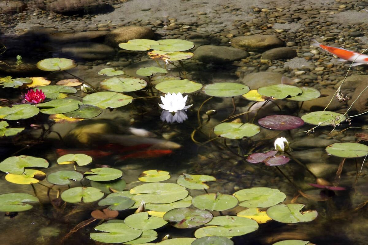 Ponds | the Art of Water