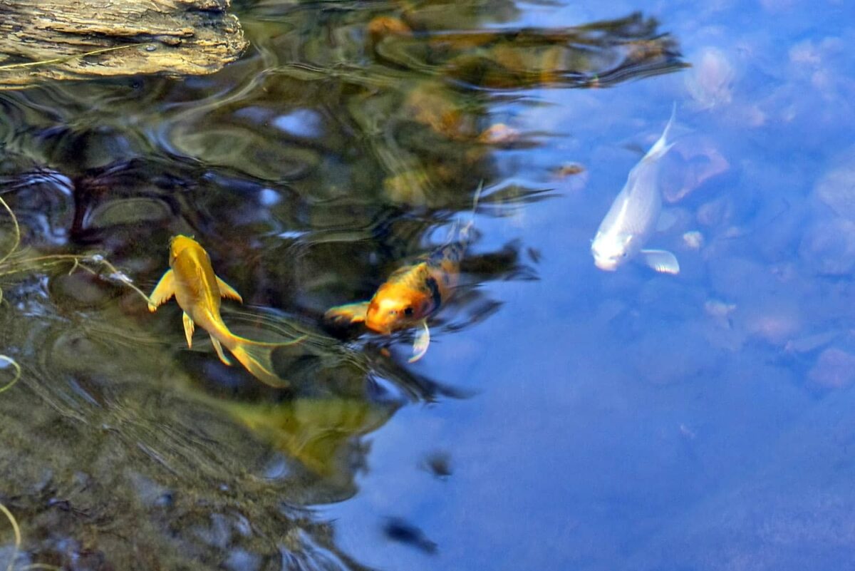 Ponds | the Art of Water